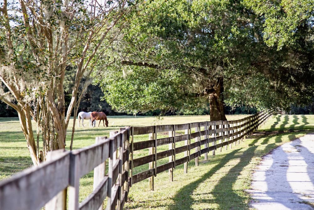All 4 One Farms - North Florida's Premiere Outdoor Wedding Venue